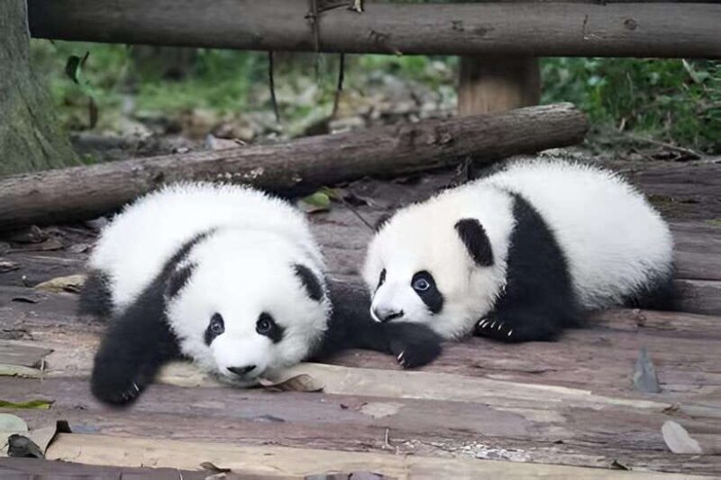 Half day small group tour to Chengdu Panda Breeding Center - Key Points