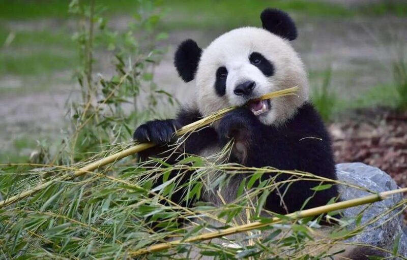 Half day small group tour to Chengdu Panda Breeding Center - Practical Details and Considerations