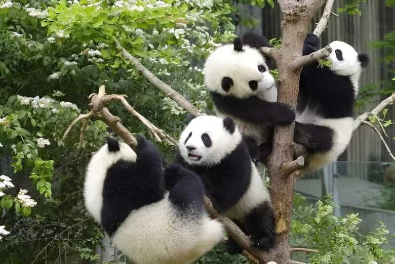 Half day small group tour to Chengdu Panda Breeding Center - Real Travel Experiences and Insights