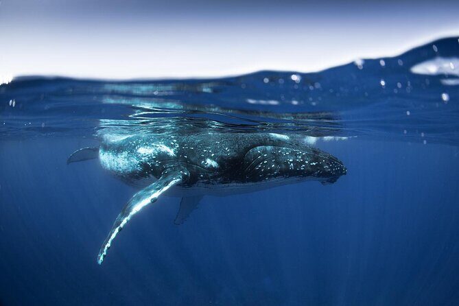 Half Day Small Group Whale Watching - The Experience Through the Eyes of Reviewers