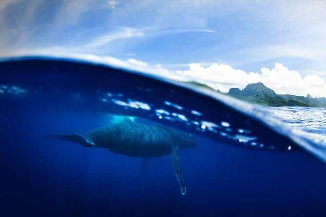 Half Day Small Group Whale Watching - Why This Tour Is Ideal for You