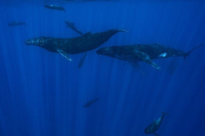 Half Day Small Group Whale Watching - FAQs