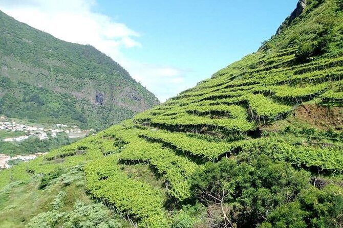 Half-Day Small-Group Wine Tour in Madeira - A Deep Dive into the Tour Experience