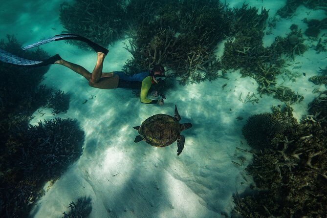 Half Day Snorkel 2.5hr Turtle Tour on the Ningaloo Reef, Exmouth - Why This Tour Stands Out