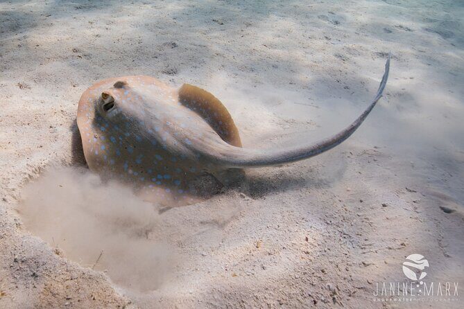 Half Day Snorkel 2.5hr Turtle Tour on the Ningaloo Reef, Exmouth - Who Should Consider This Tour?