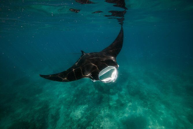 Half Day Snorkel 2.5hr Turtle Tour on the Ningaloo Reef, Exmouth - Frequently Asked Questions (FAQs)