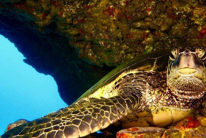 Half Day Snorkel to Lanai from Kaanapali Beach + Dolphin Search - Authentic Encounters with Uncrowded Marine Beauty