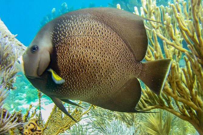 Half Day Snorkel Trip on Reefs in the Florida Keys - An In-Depth Look at the Snorkel Trip Experience