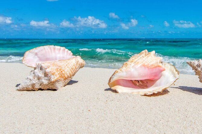 Half-day Snorkeling, Cruising, Iguana Island, Half Moon Bay - Key Points