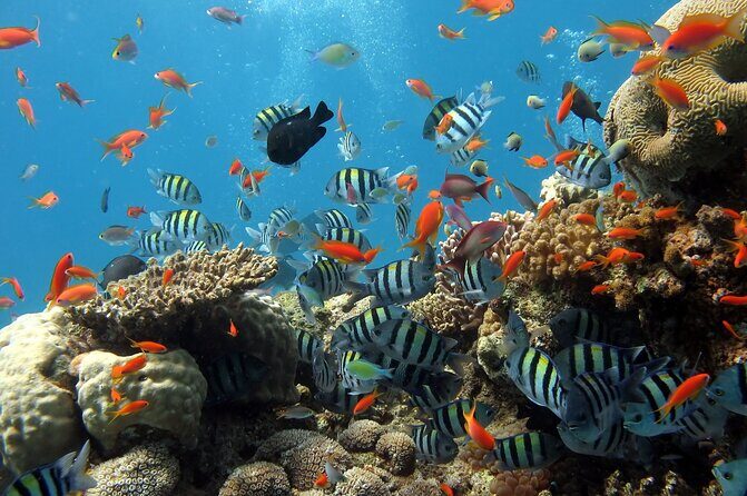 Half-day Snorkeling Experience in Phu Quoc Island - The Sum Up: Who Will Love This Tour?