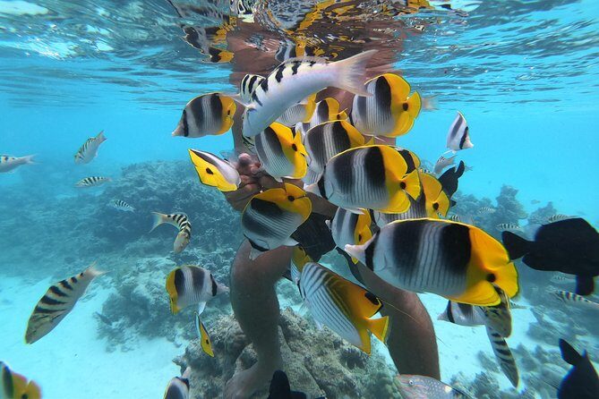 Half Day Snorkeling in Moorea - Why This Tour Stands Out