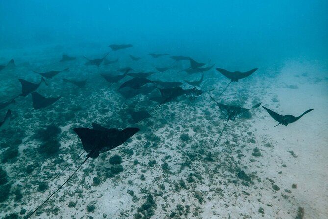 Half Day Snorkeling in Moorea - Pricing and Value