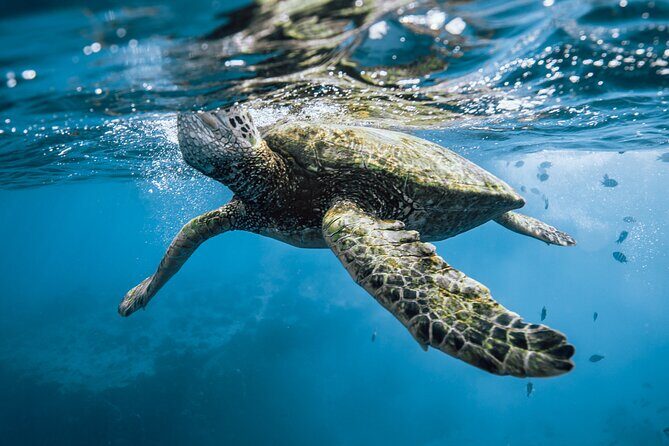 Half Day Snorkeling in Moorea - What Reviewers Say
