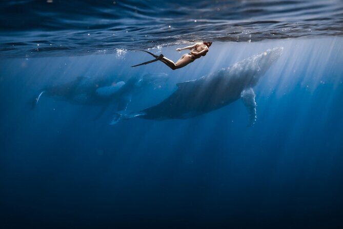 Half Day Snorkeling in Moorea - Frequently Asked Questions (FAQ)