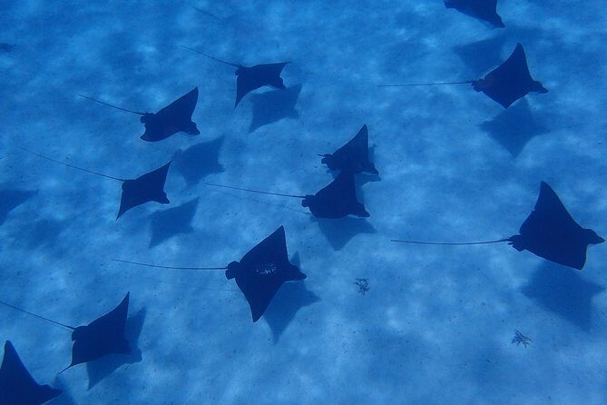 Half day Snorkeling Shared Boat Tour in Bora Bora - Exploring the Half Day Snorkeling Shared Boat Tour in Bora Bora