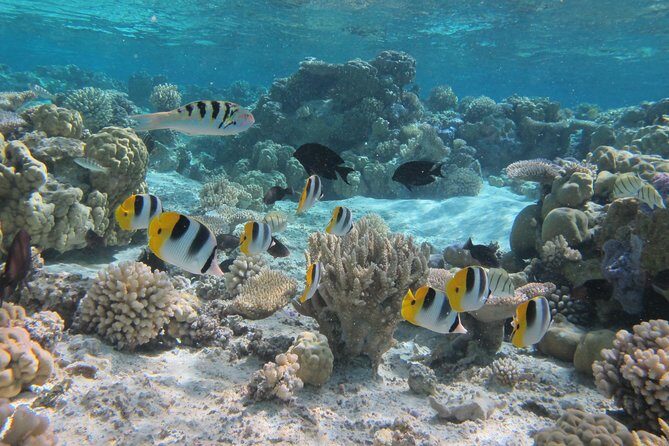 Half day Snorkeling Shared Boat Tour in Bora Bora - Key Points