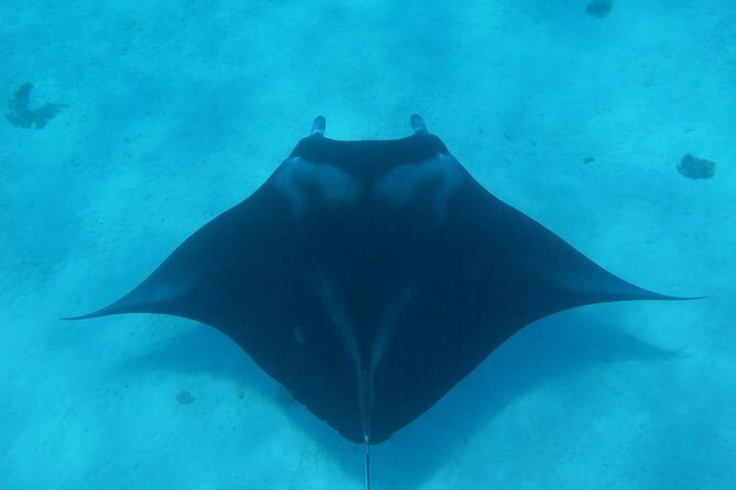 Half day Snorkeling Shared Boat Tour in Bora Bora - Discovering Bora Bora’s Marine Treasure