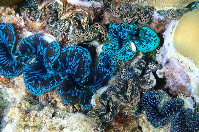 Half day Snorkeling Shared Boat Tour in Bora Bora - The Sum Up