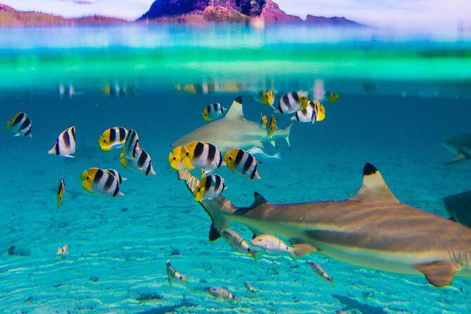 Half day Snorkeling Shared Boat Tour in Bora Bora - FAQ