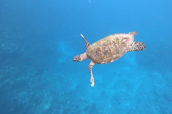 Half-Day Snorkeling Tour from Papeete - Introduction