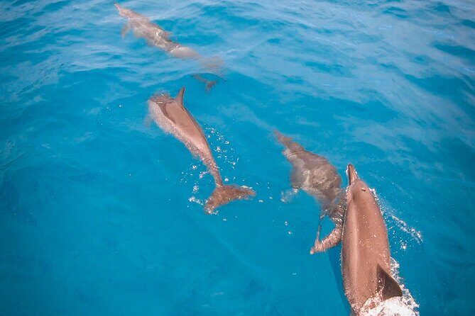 Half-Day Snorkeling Tour from Papeete - Key Points