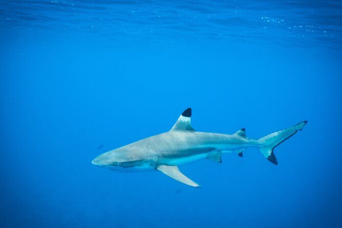 Half-Day Snorkeling Tour from Papeete - What to Expect from the Snorkeling and Guides
