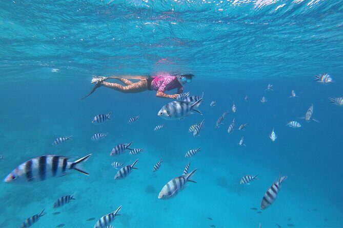 Half-Day Snorkeling Tour from Papeete - The Sum Up