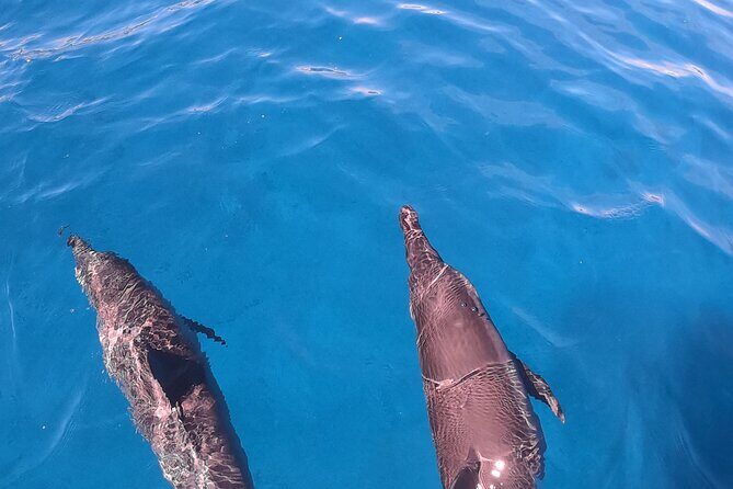 Half-Day Snorkeling Tour from Papeete - FAQ