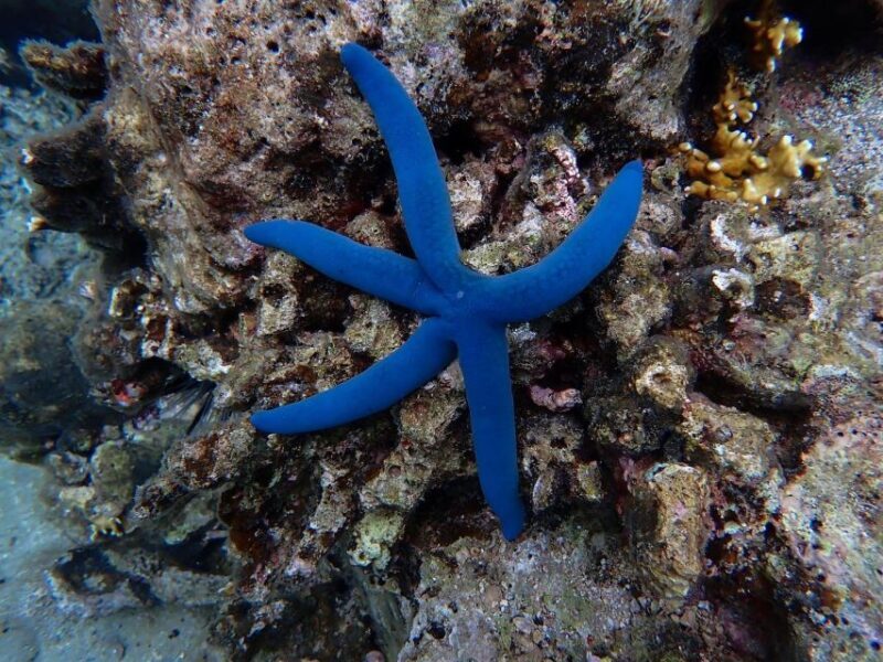 Half-Day Snorkeling trip in Nha Trang with Vietnam Active - The Practicalities: What You Need to Know