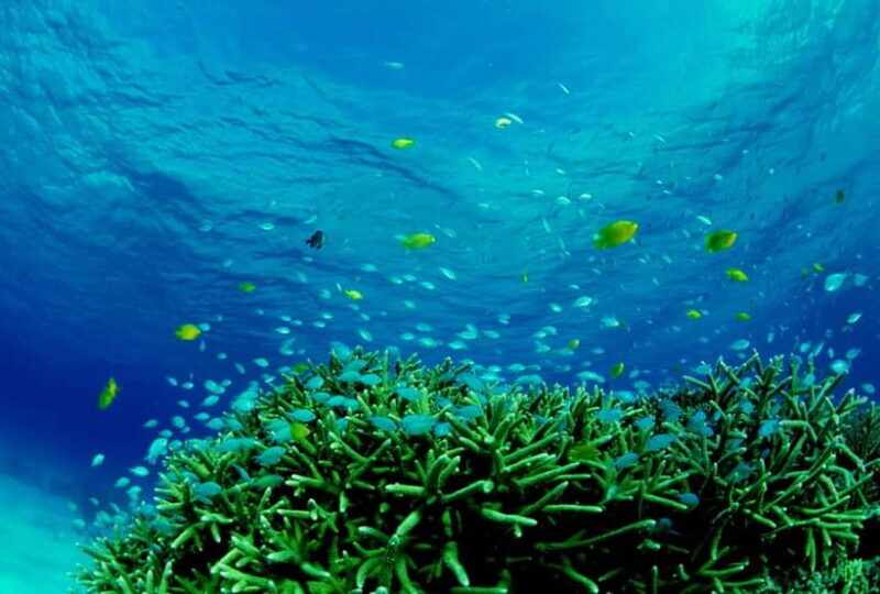 Half-Day Snorkeling Trip to Kerama - The Itinerary Breakdown: What You’ll Experience