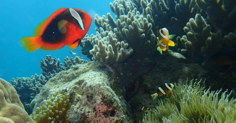 Half-Day Snorkeling Trip to Kerama - Potential Drawbacks & Limitations