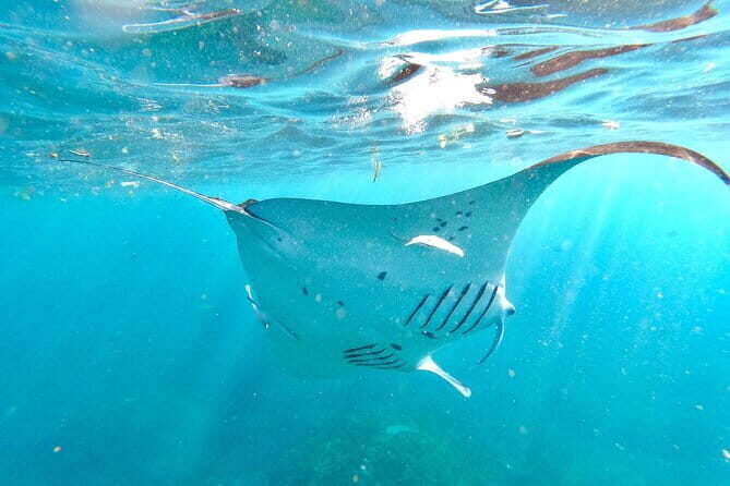 Half Day Snorkeling with Manta Ray Nusa Penida - FAQ