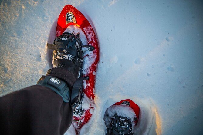 Half Day Snowshoe Hiking Adventure in Levi Lapland - Who Is This Tour Best Suited For?