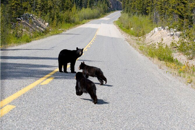 Half Day Suspension Bridge Tour in Skagway and Yukon - The Sum Up