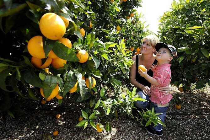 Half-Day Swan Valley Walk & Fruit Orchard - What Travelers Have Said