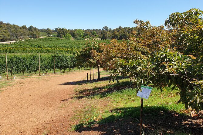 Half-Day Swan Valley Walk & Fruit Orchard - Who Should Consider This Tour?