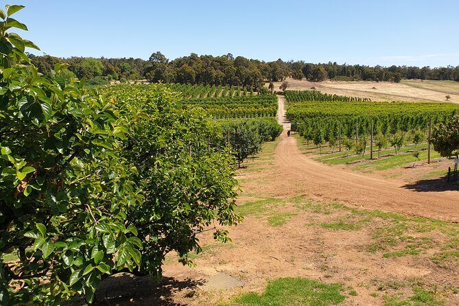 Half-Day Swan Valley Walk & Fruit Orchard - The Sum Up
