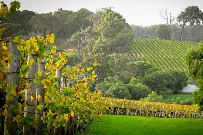 Half-Day Swan Valley & Wildlife Park Tour - The Journey Out of Perth