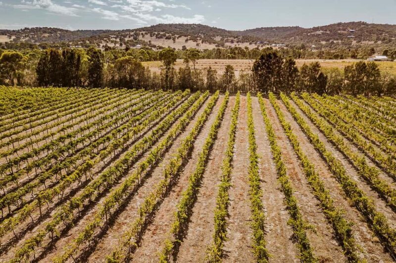 Half-Day Swan Valley Wine Tour with Tastings - From Perth - What to Expect on Your Swan Valley Wine Tour