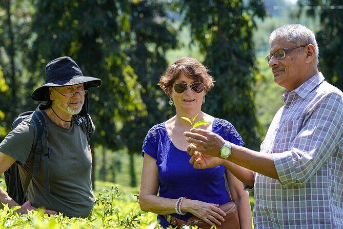 Half Day Thekkady Tea Trail Tour - The Itinerary in Detail