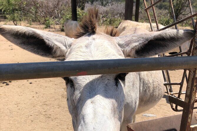 Half day Tour - A Deep Dive into the Aruba Half-Day Tour