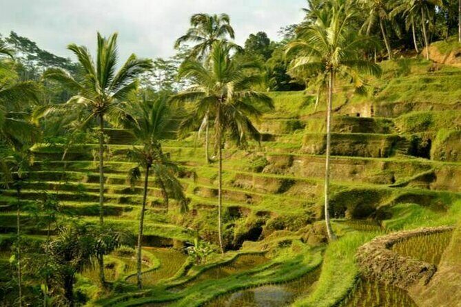 Half Day Tour: Discover Best of Ubud in 5 Hours - Practical Details and Tips