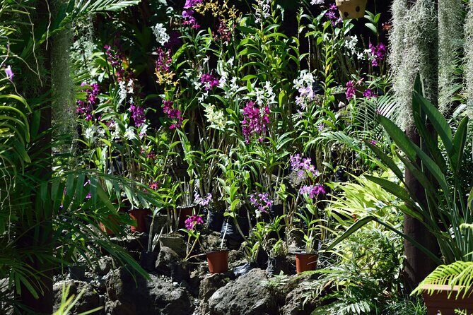 Half Day Tour from Nadi includes Local Markets, Orchid Gardens and Local Village - Shore Excursions - Practical Tips for Travelers