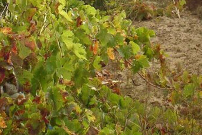 Half-Day Tour in Cascais / Sintra with Brunch and Wine Tasting - The Itinerary in Detail