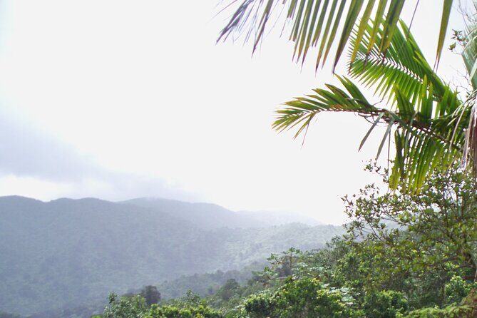 Half Day Tour in Rainforest Zipline Park with Transportation - FAQ