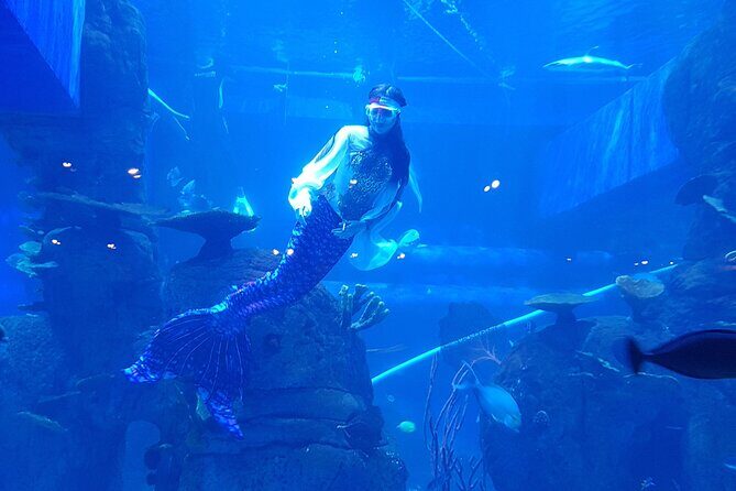 Half Day Tour Jakarta Aquarium and Pantai Indah Kapuk Jakarta - Key Points