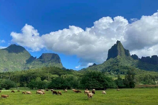 Half-Day Tour of Moorea Island in a Small Group - Authenticity and Local Flavor