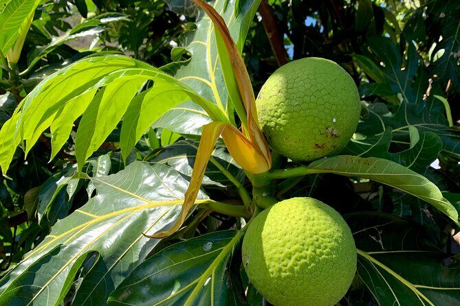 Half-Day Tour of Moorea Island in a Small Group - Who Will Love This Tour?