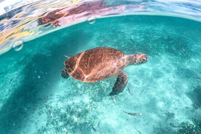 Half-day Tour Sea Turtles Encounter in Akumal Bay - Key Points