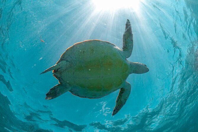 Half-day Tour Sea Turtles Encounter in Akumal Bay - What to Expect from This Tour